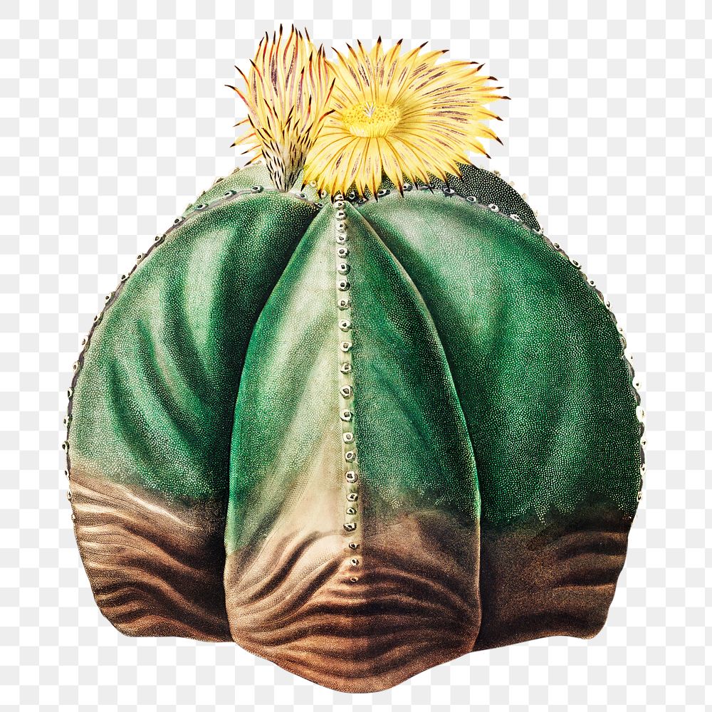 Vintage bishop's cap cactus design | Premium PNG Sticker - rawpixel