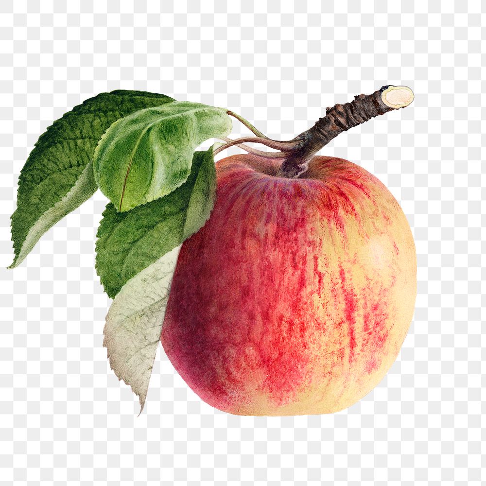 Vintage apple transparent png. Digitally | Premium PNG Sticker - rawpixel