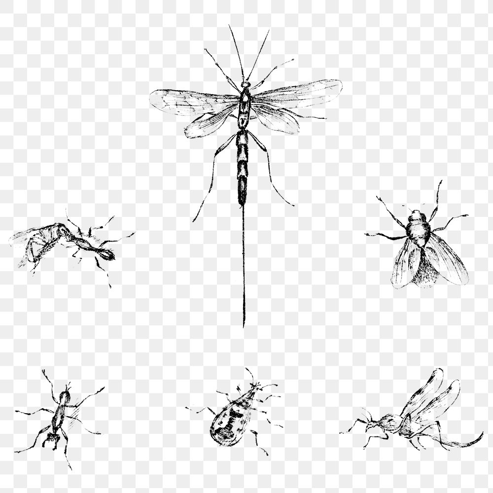 Insect monochrome set design element | Premium PNG - rawpixel