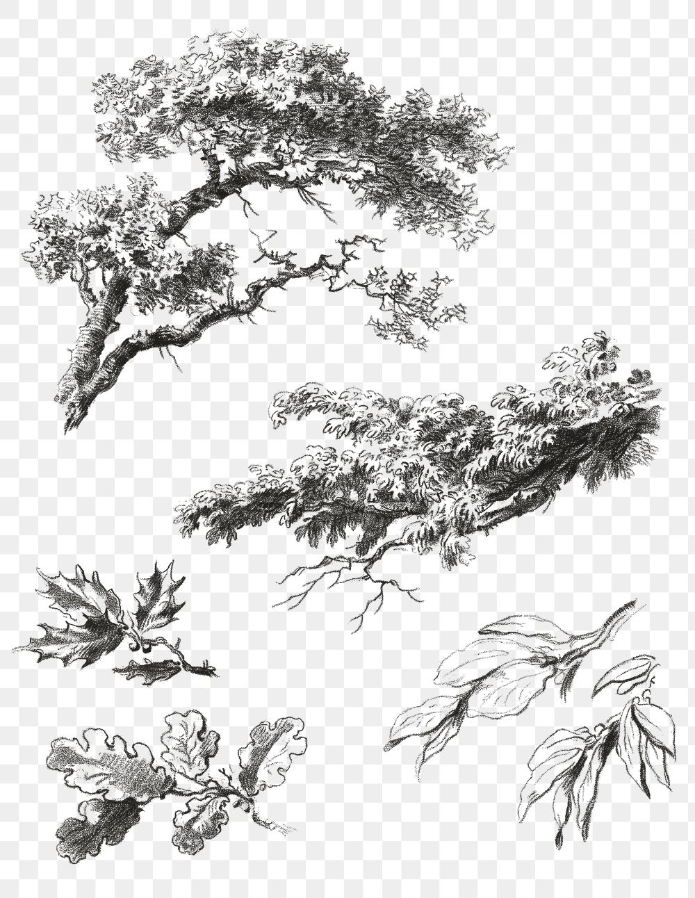 Vintage tree parts botanical illustration | Premium PNG - rawpixel