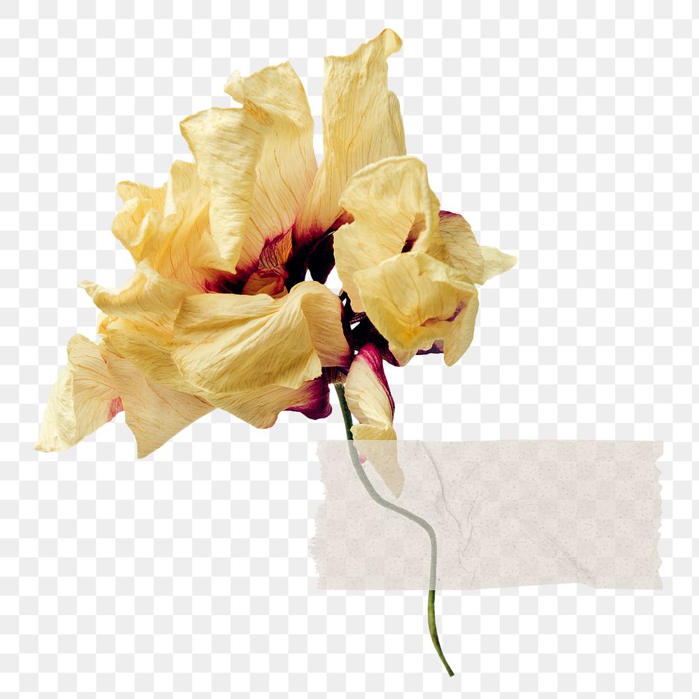 Aesthetic Tape PNG Images | Free Photos, PNG Stickers, Wallpapers ...