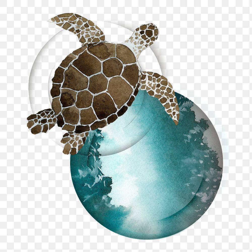 Watercolor painted sea turtle transparent | Premium PNG Sticker - rawpixel