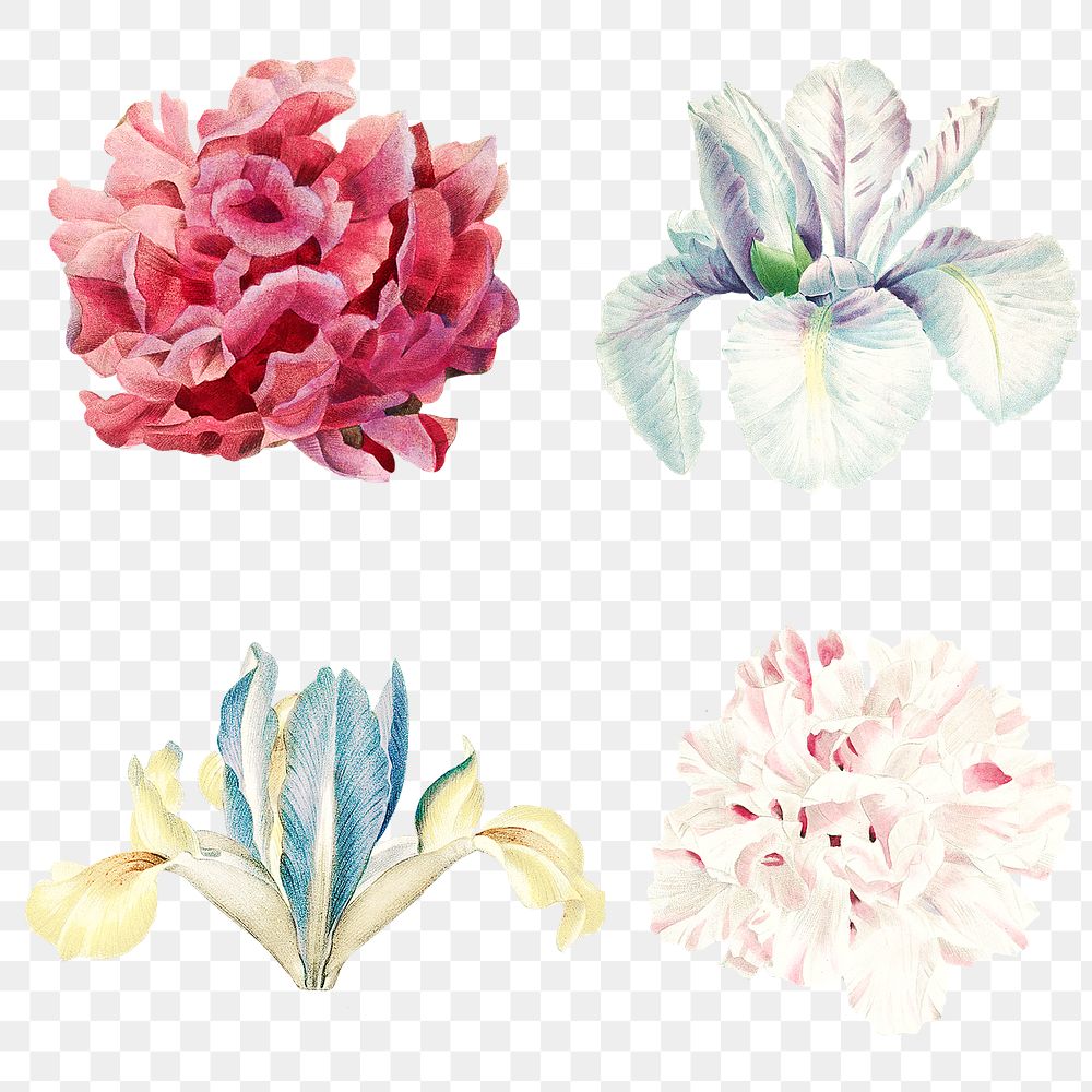 Blooming colorful flower set transparent | Premium PNG - rawpixel