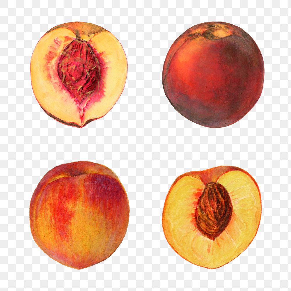 Hand drawn natural fresh peach | Premium PNG - rawpixel