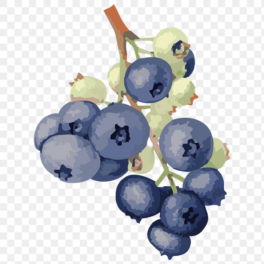 Vectorized blueberries sticker overlay design | Premium PNG Sticker ...