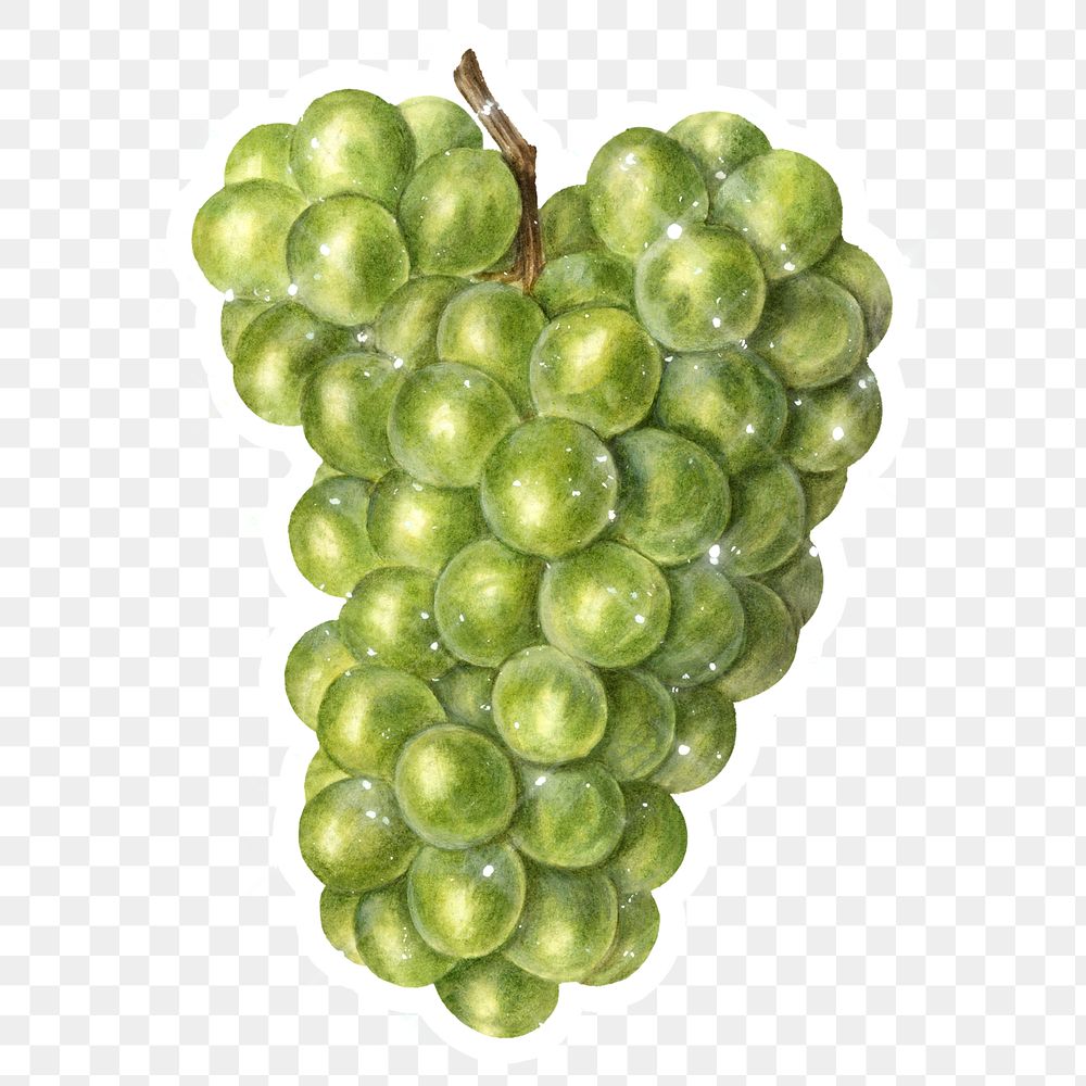 Hand drawn sparkling green grapes | Premium PNG Sticker - rawpixel