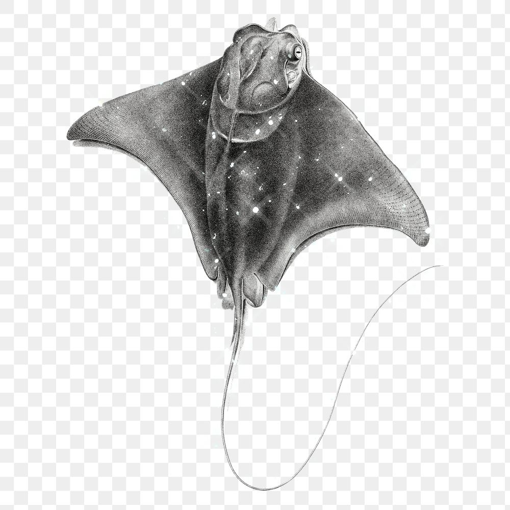 Hand drawn sparkling Mourine scalloped | Premium PNG Sticker - rawpixel