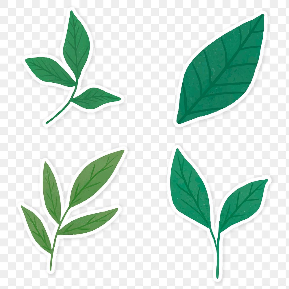 Green leaves sticker collection transparent | Premium PNG - rawpixel