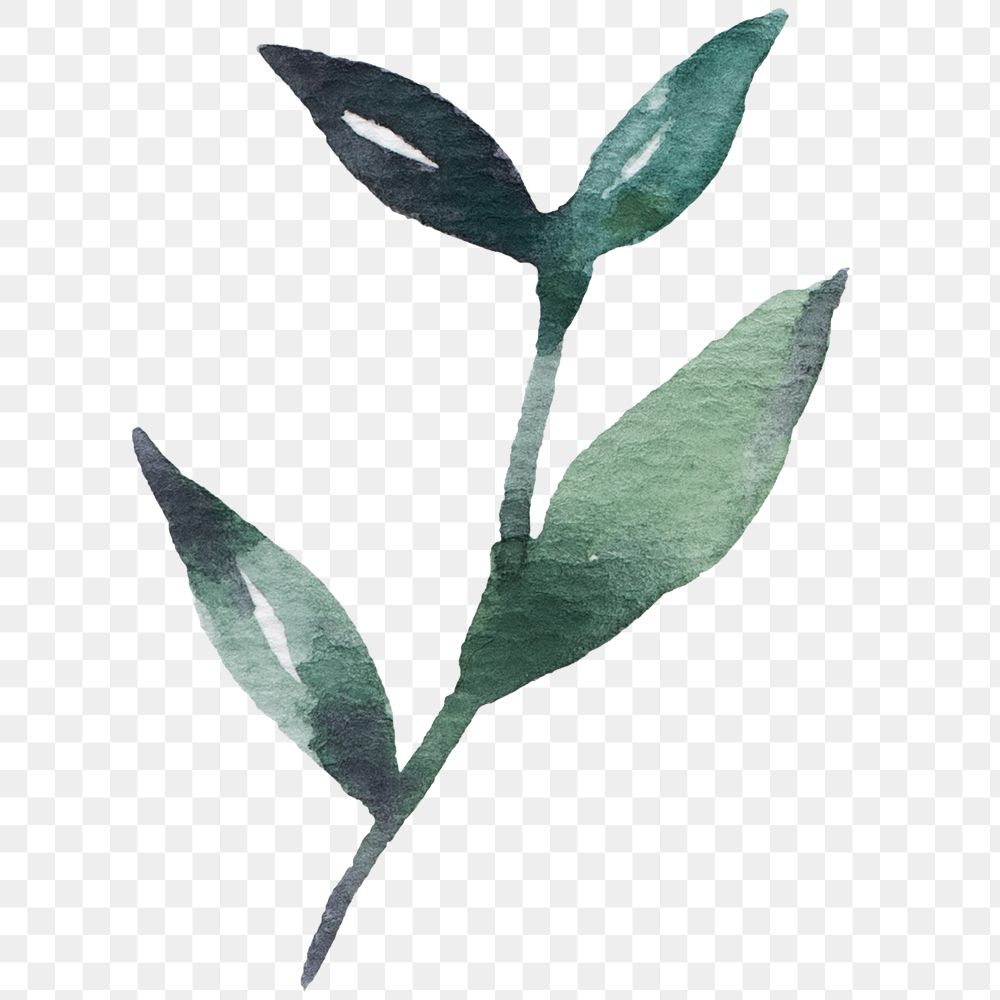Hand painted watercolor green leaf | Premium PNG Sticker - rawpixel