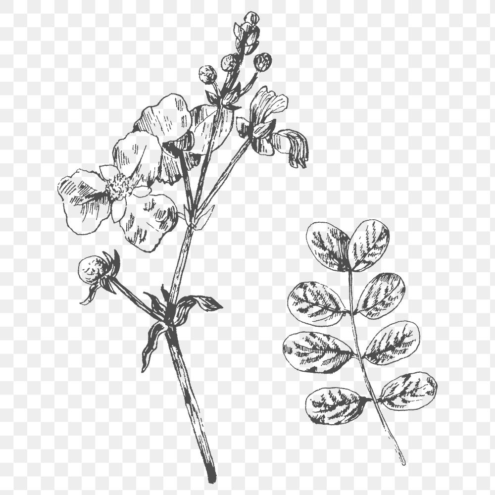 Hand drawn plants collection transparent | Premium PNG Sticker - rawpixel