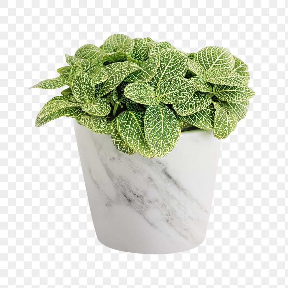 Fittonia plant in a white | Free PNG Sticker - rawpixel