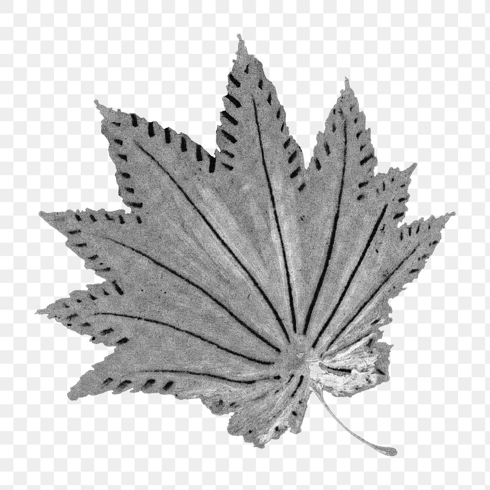 Vintage monochrome maple leaf design | Premium PNG Sticker - rawpixel