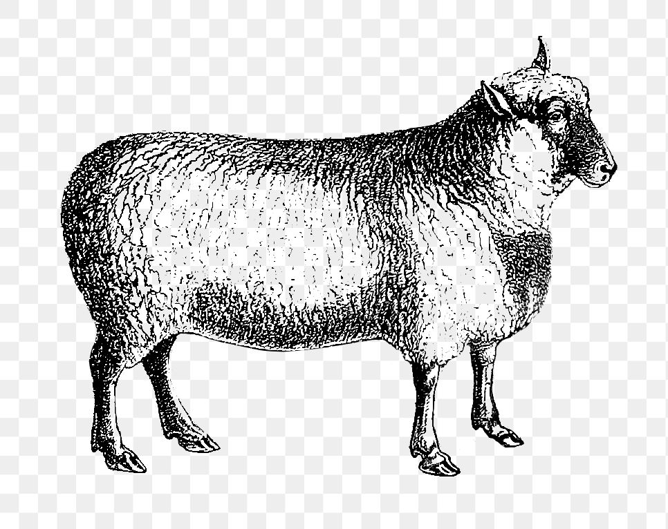 PNG Drawing sheep, transparent background | Premium PNG Sticker - rawpixel