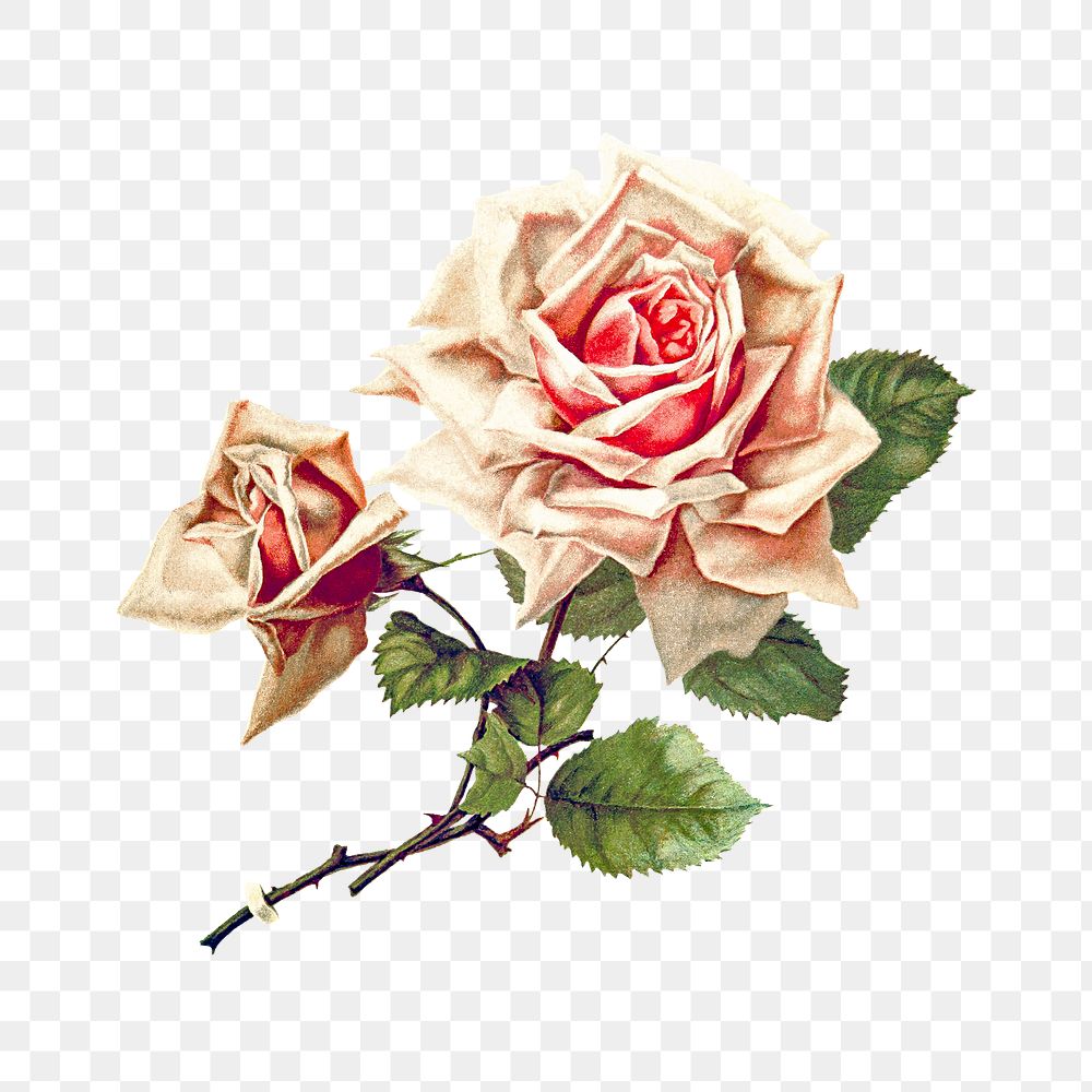 PNG Drawing rose, transparent background | Premium PNG Sticker - rawpixel