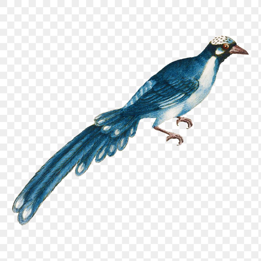 Cuckoo bird vintage illustration transparent | Premium PNG Sticker ...