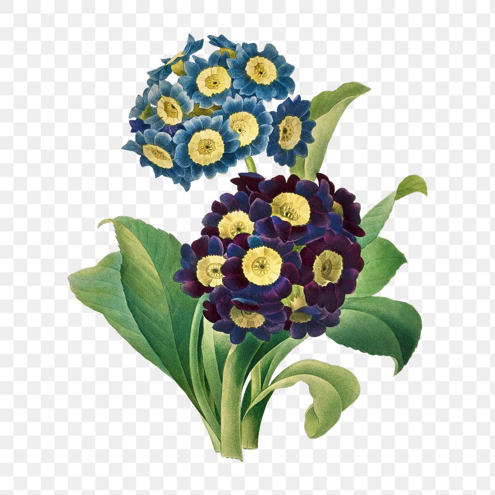 Primula auricula transparent png | Free PNG Sticker - rawpixel