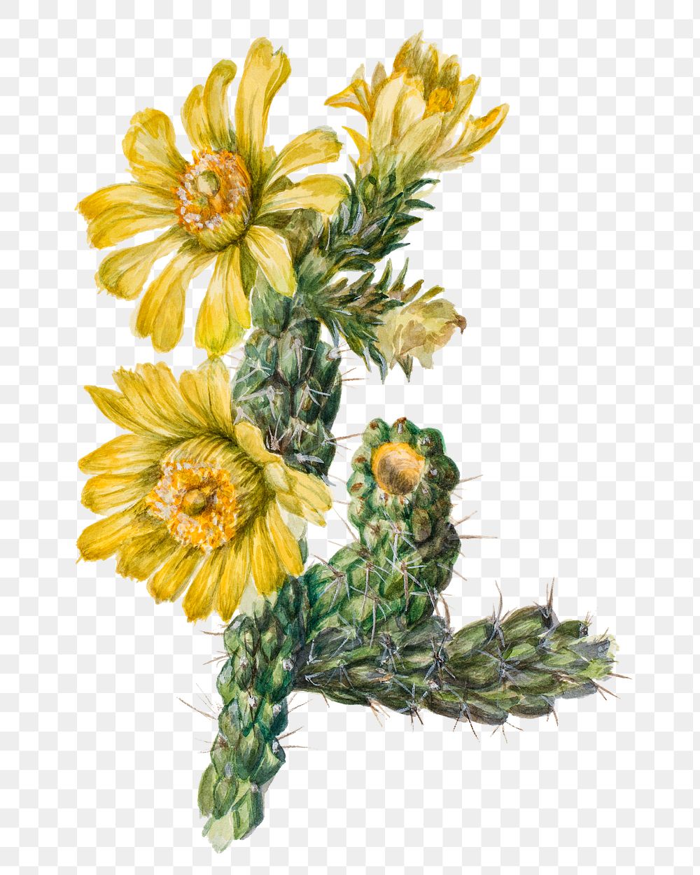 Yellow whipple cholla blossom png | Free PNG Sticker - rawpixel