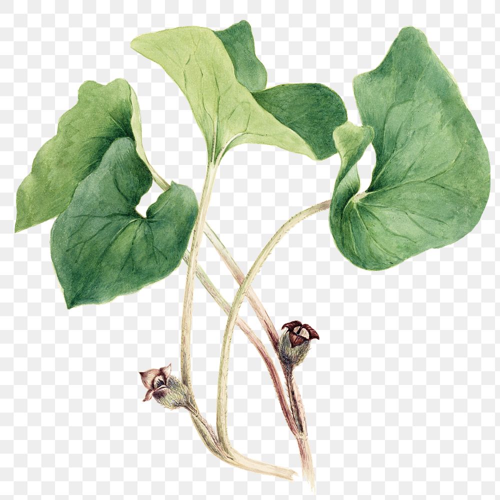 Canada wild ginger png botanical | Premium PNG Sticker - rawpixel