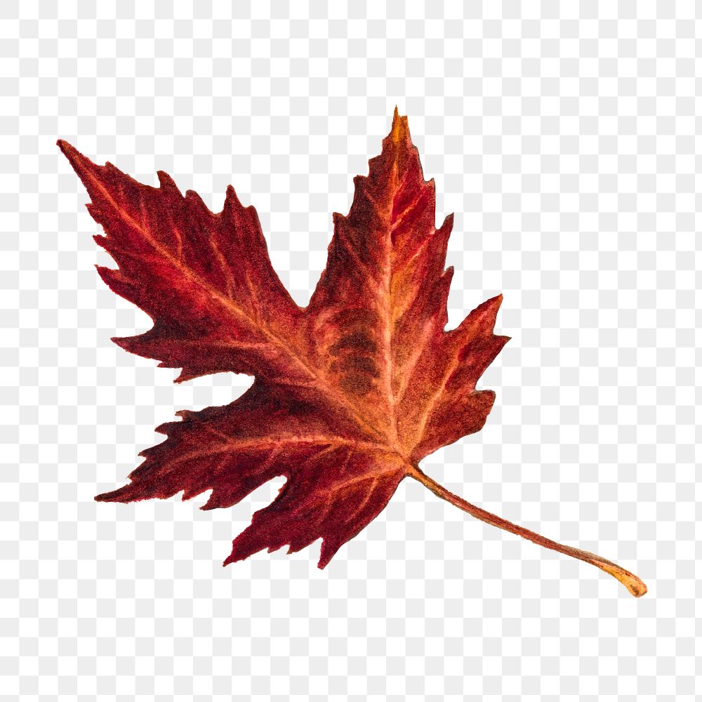 Autumn leaf png botanical illustration | Premium PNG Sticker - rawpixel