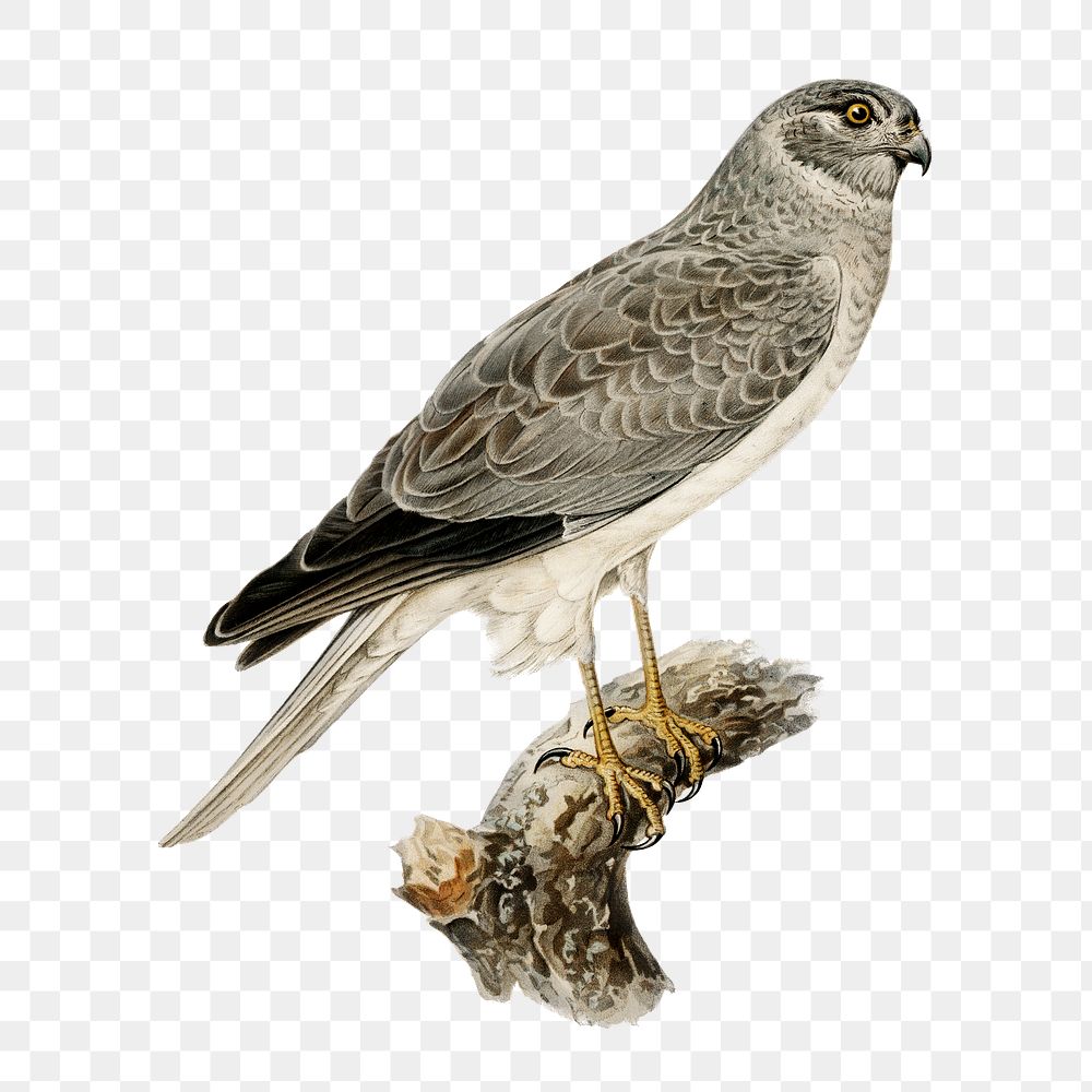 Png sticker harrier bird hand | Free PNG Sticker - rawpixel