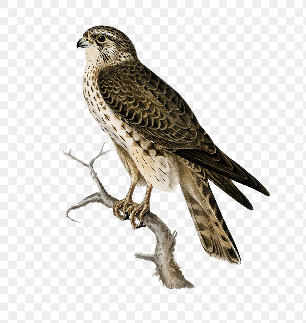 Png sticker merlin falcon bird | Free PNG Sticker - rawpixel