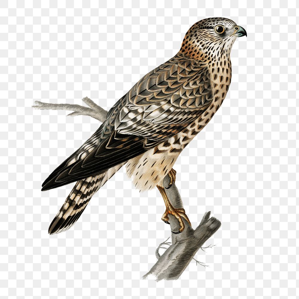 Png sticker merlin bird hand | Free PNG Sticker - rawpixel