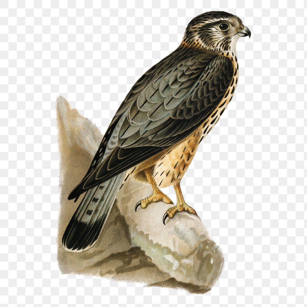 Png sticker merlin falcon bird | Free PNG Sticker - rawpixel