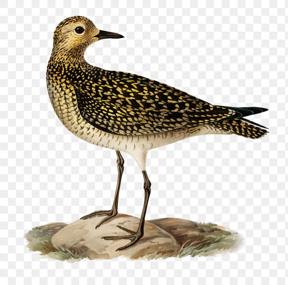 Png sticker european golden plover | Free PNG Sticker - rawpixel
