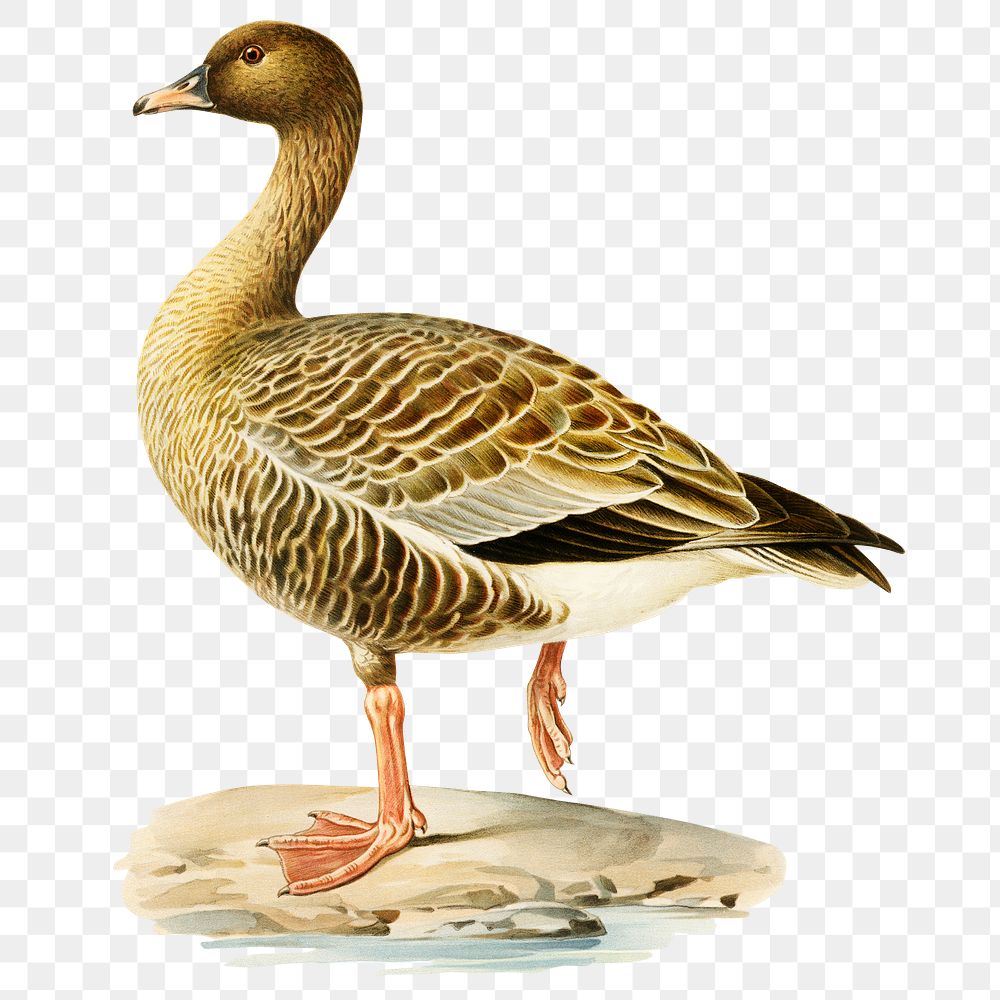 Transparent sticker pink-footed goose bird | Premium PNG Sticker - rawpixel