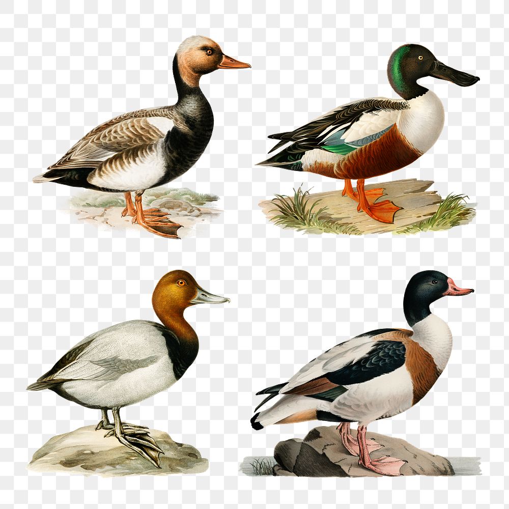 Png vintage duck drawing collection | Premium PNG - rawpixel