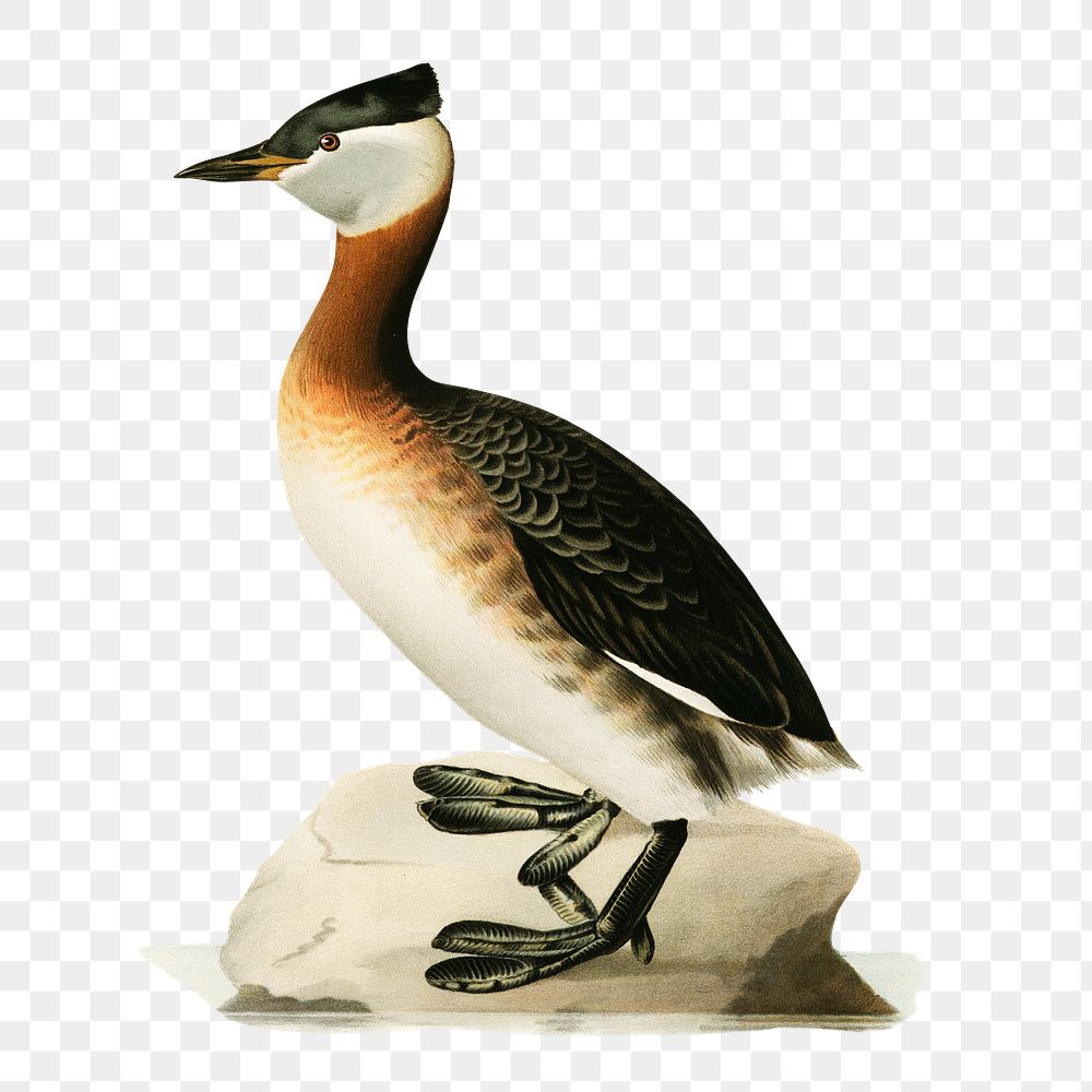 Transparent sticker red necked grebe | Free PNG Sticker - rawpixel