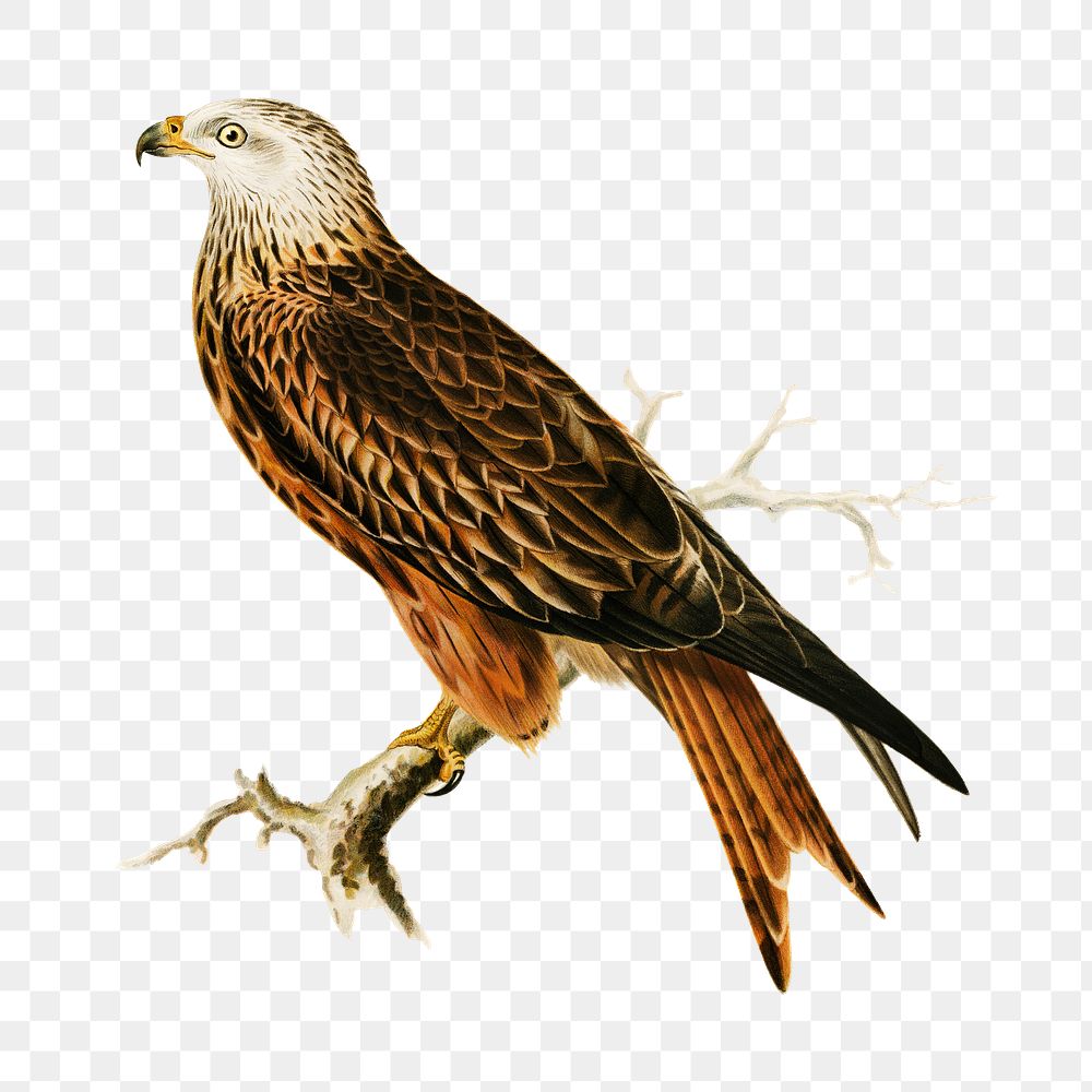 Hawk vintage bird png sticker | Premium PNG Sticker - rawpixel