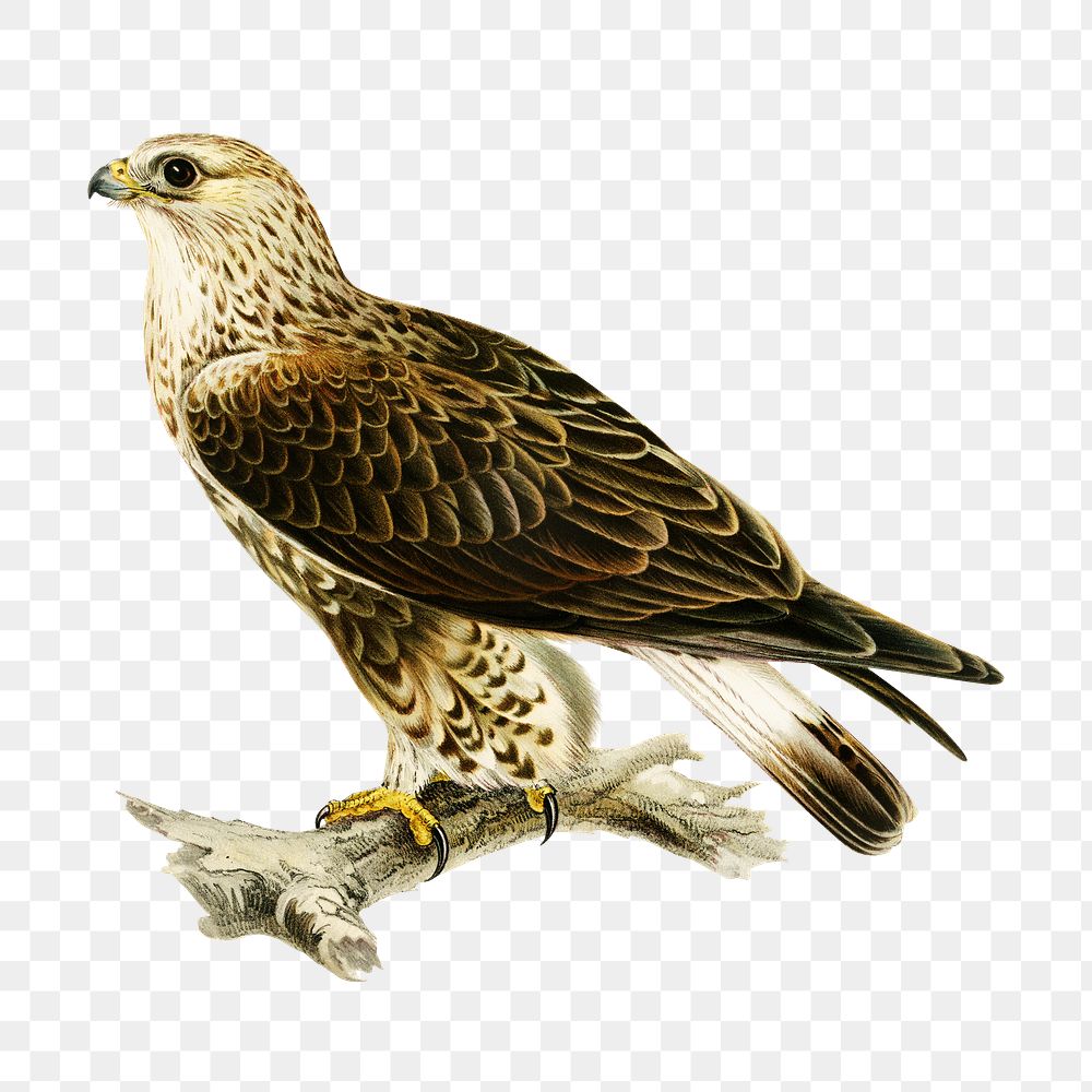 Transparent sticker hawk bird hand | Free PNG Sticker - rawpixel