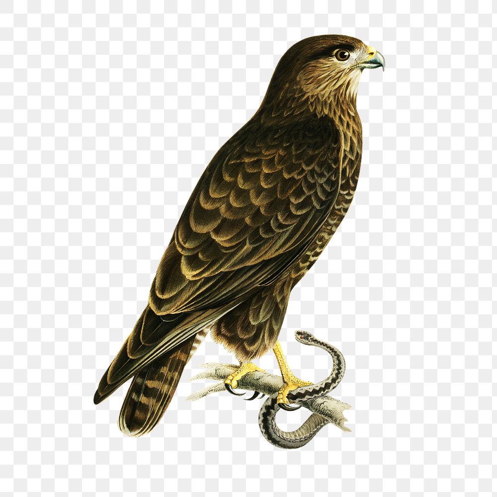 Transparent sticker buzzard bird hand | Free PNG Sticker - rawpixel