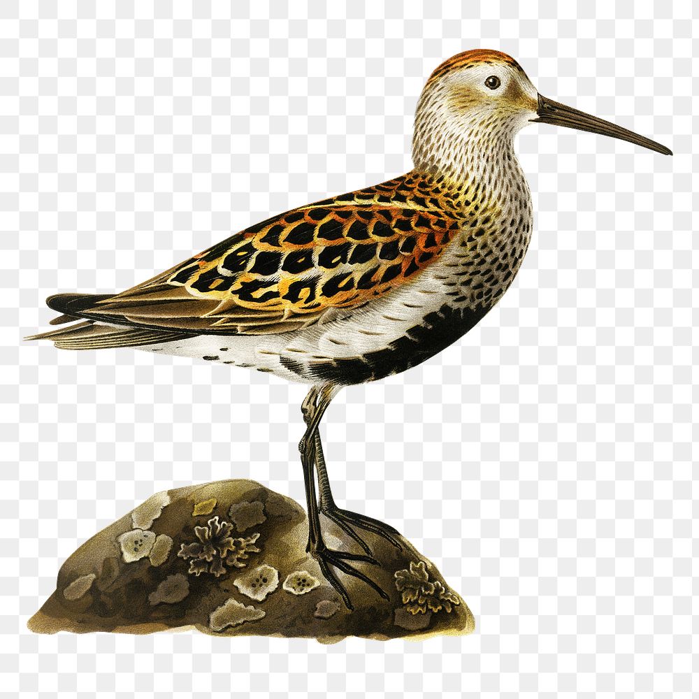 Transparent sticker dunlin bird hand | Free PNG Sticker - rawpixel