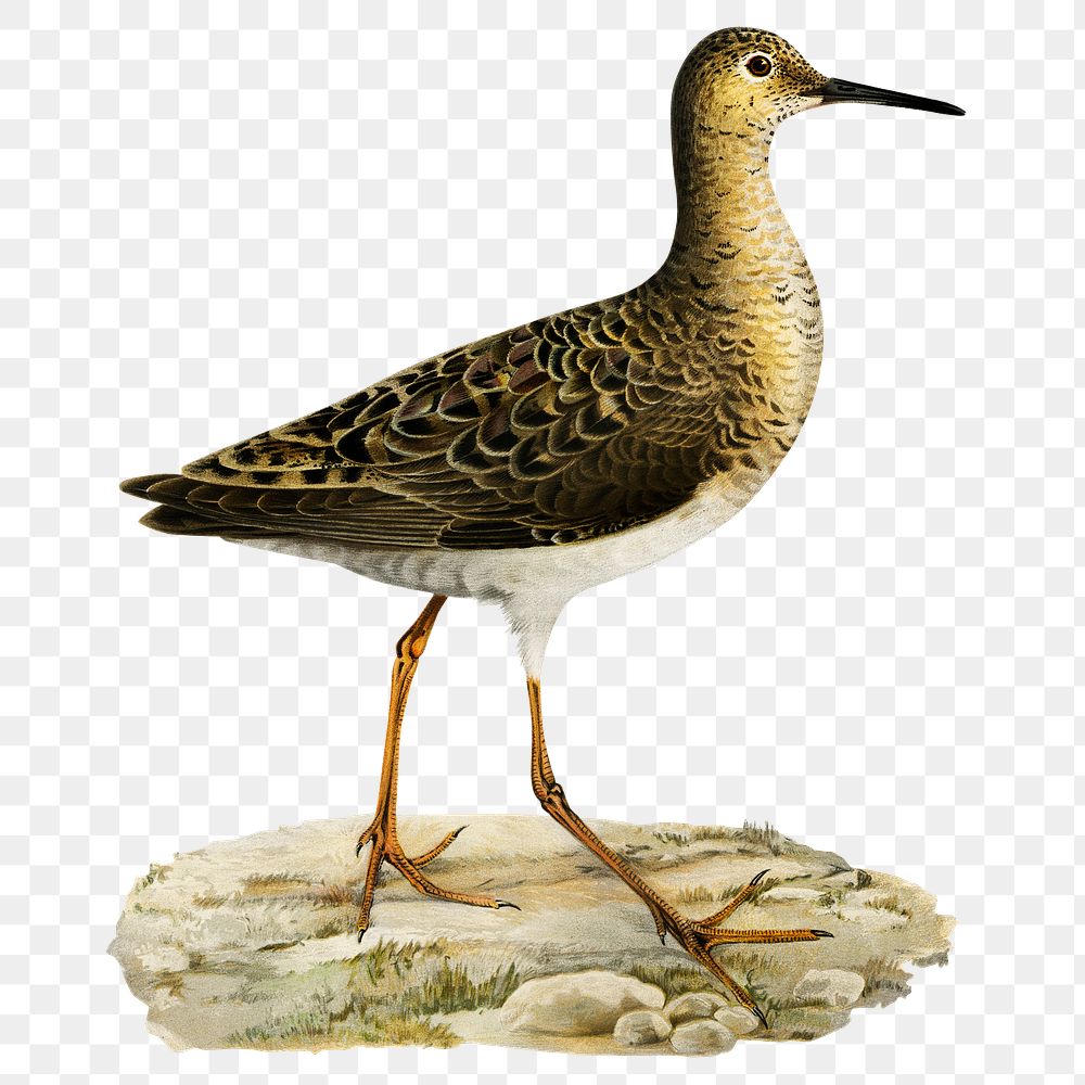 Transparent sticker ruff bird hand | Free PNG Sticker - rawpixel