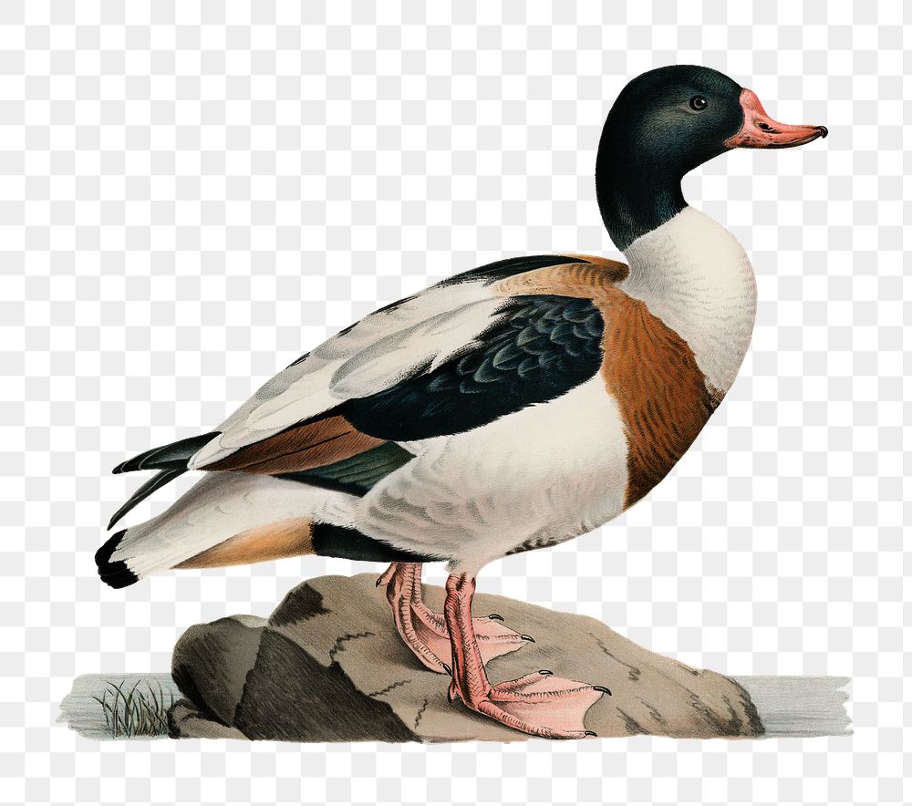 Transparent sticker shelduck bird hand | Free PNG Sticker - rawpixel