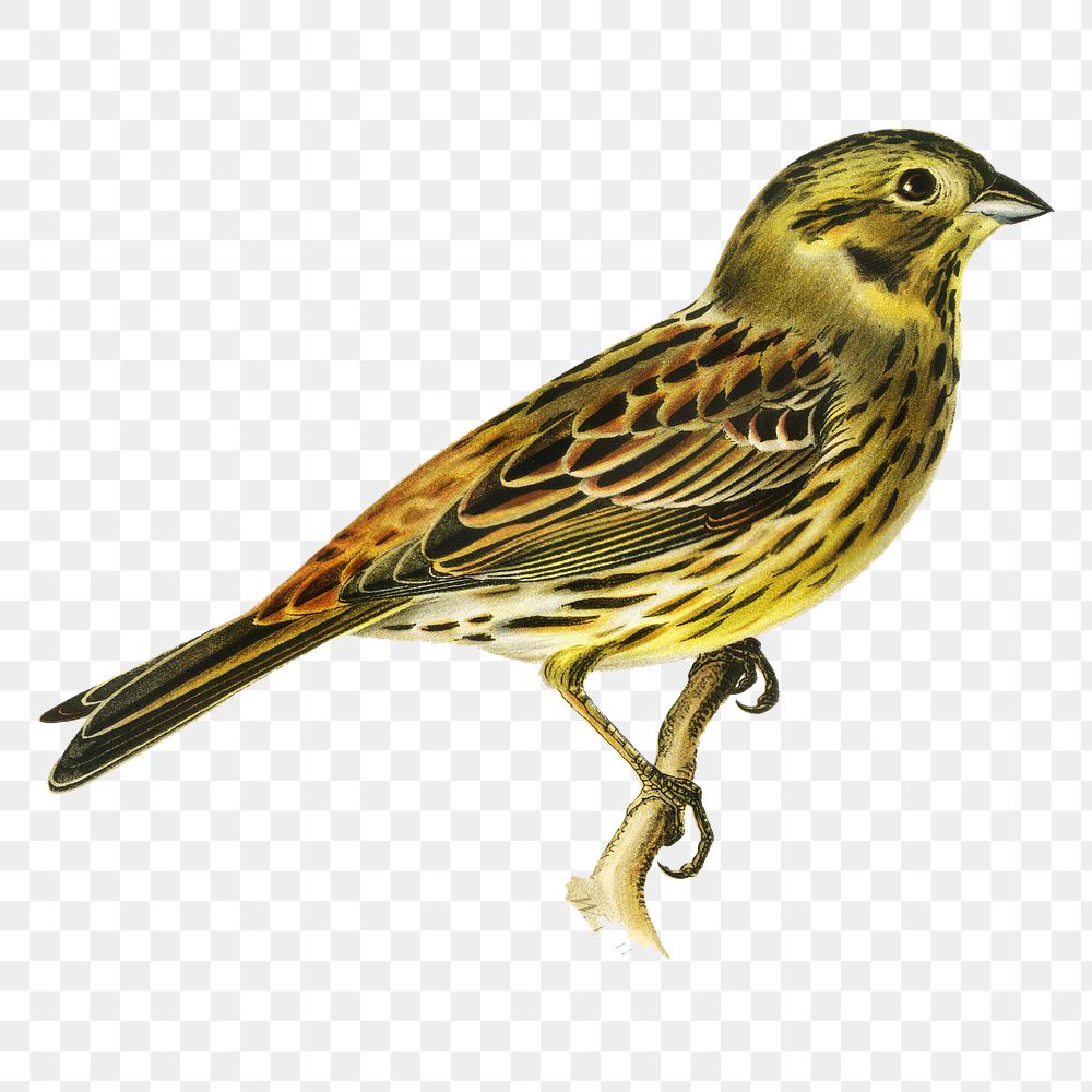 Transparent sticker yellowhammer bird hand | Premium PNG Sticker - rawpixel