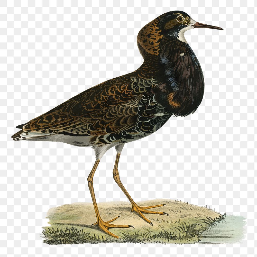 Png sticker ruff bird hand | Free PNG Sticker - rawpixel