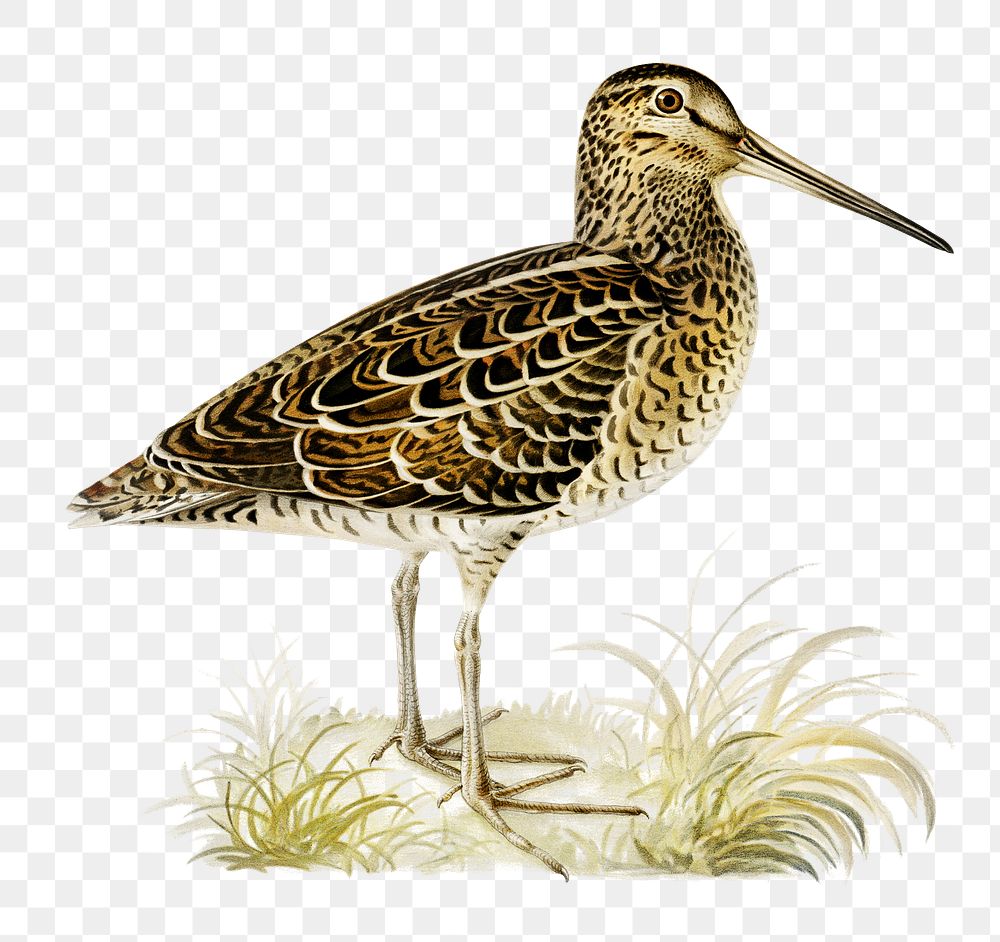 Png sticker great snipe bird | Free PNG Sticker - rawpixel