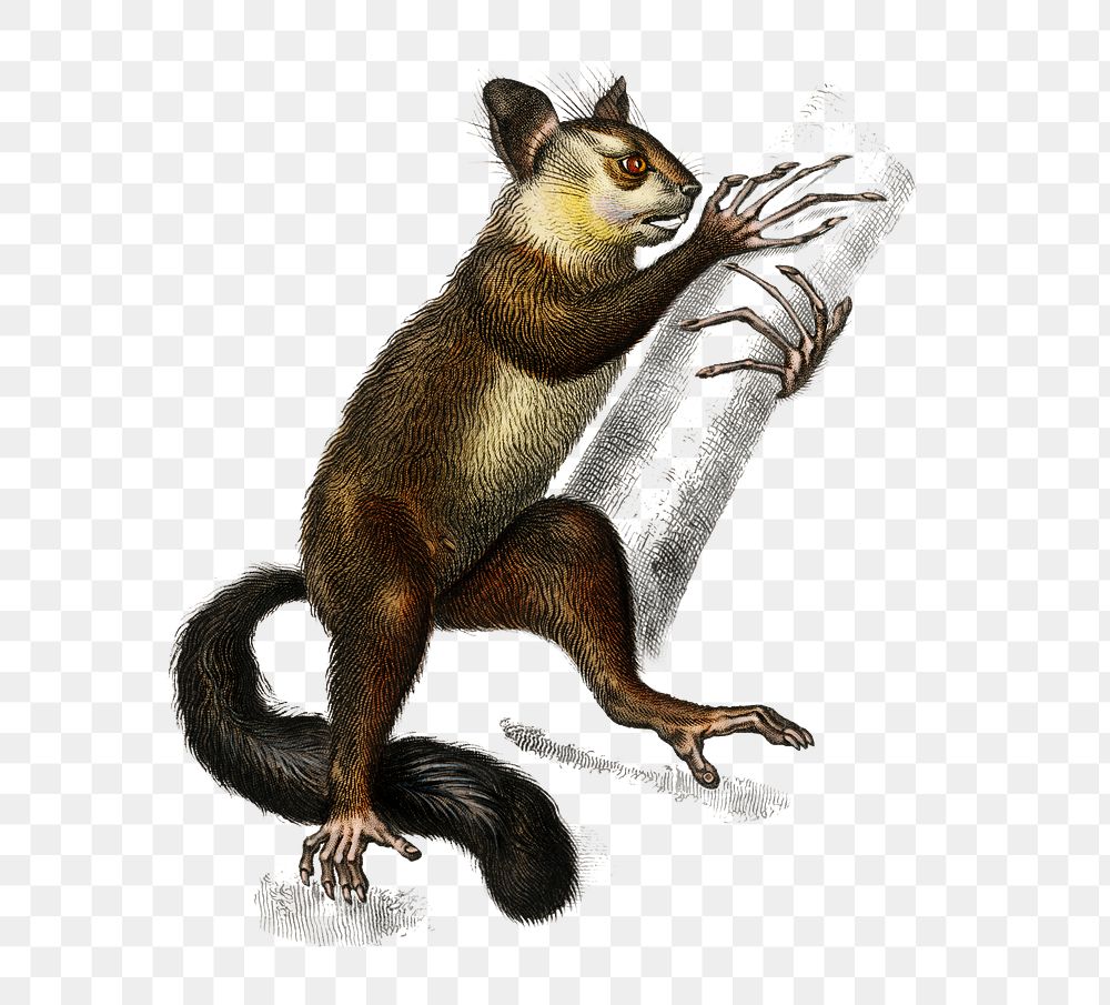 Aye-aye Images | Free Photos, PNG Stickers, Wallpapers & Backgrounds ...