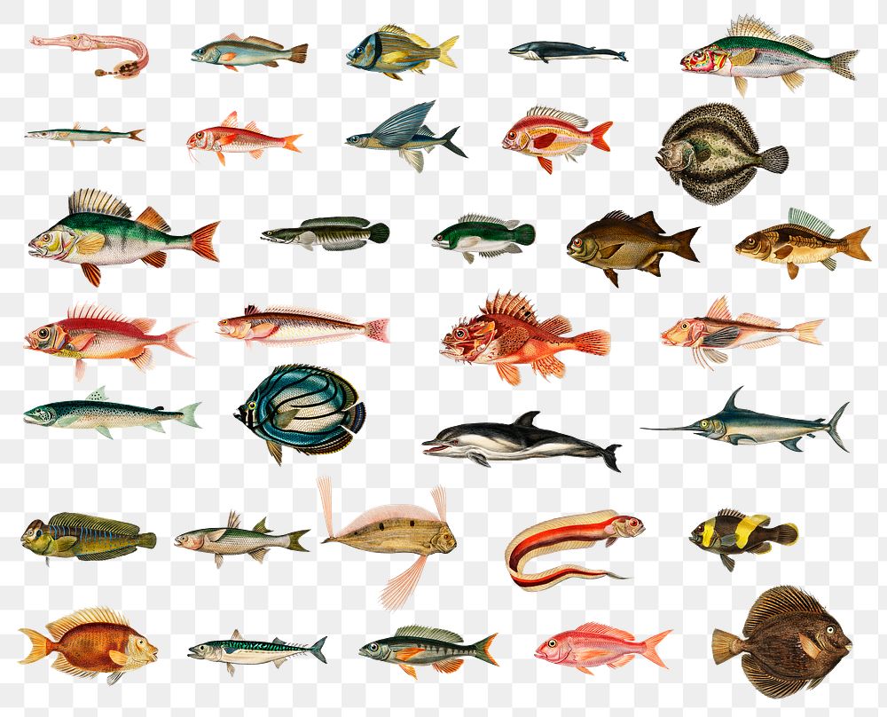 Vintage png fish set, remix | Free PNG - rawpixel