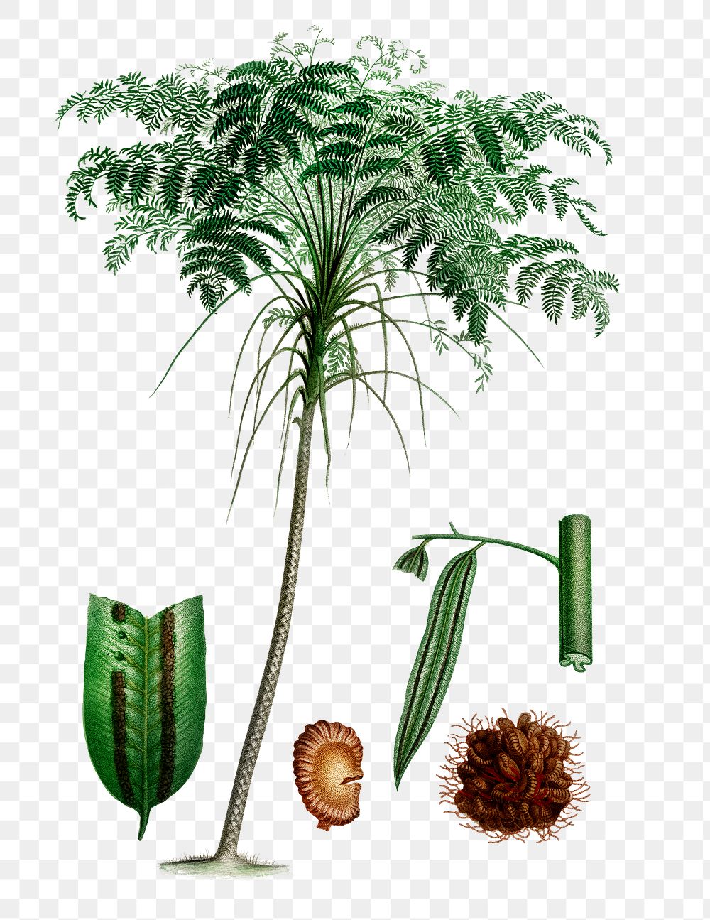 Cyathea Corcovadensis Images | Free Photos, PNG Stickers, Wallpapers ...