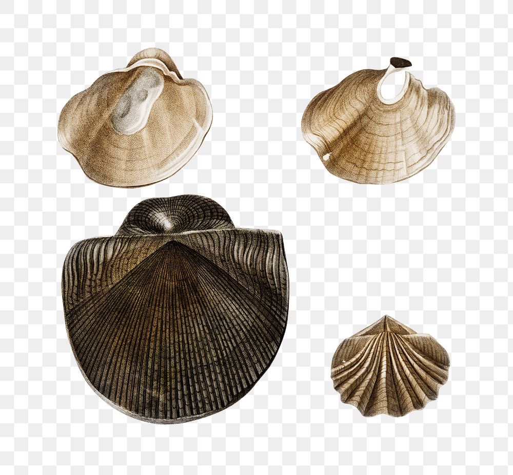 Hand drawn png mollusk set, | Free PNG - rawpixel