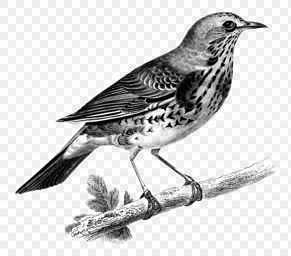 Vintage rock thrush bird png, | Free PNG Sticker - rawpixel