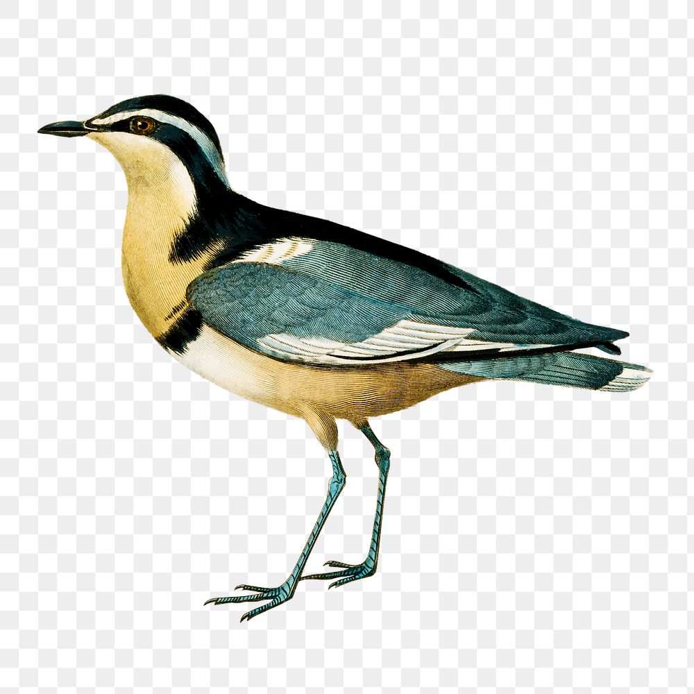 Egyptian Plover Images | Free Photos, PNG Stickers, Wallpapers ...