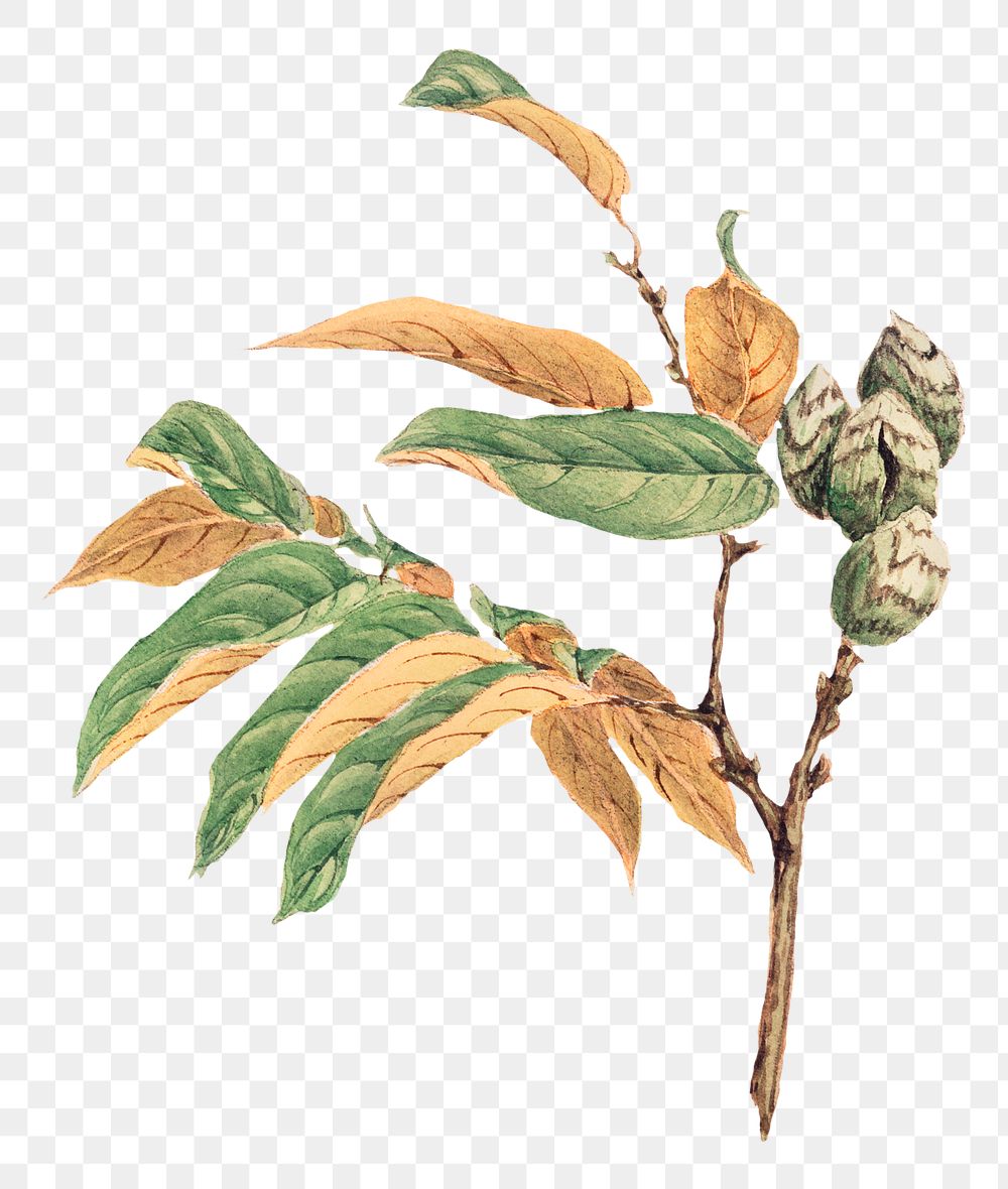 Shea tree tree png art | Premium PNG Sticker - rawpixel