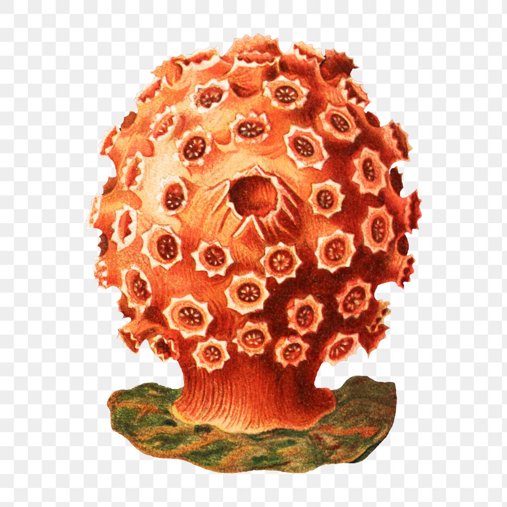 Colorful vintage tunicate illustration transparent | Premium PNG ...