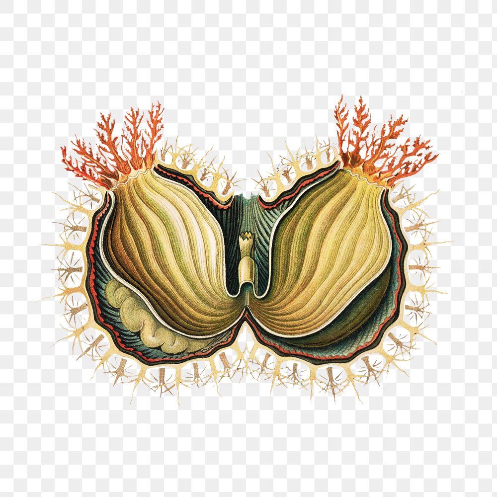 Vintage tunicate illustration transparent png | Premium PNG Sticker ...