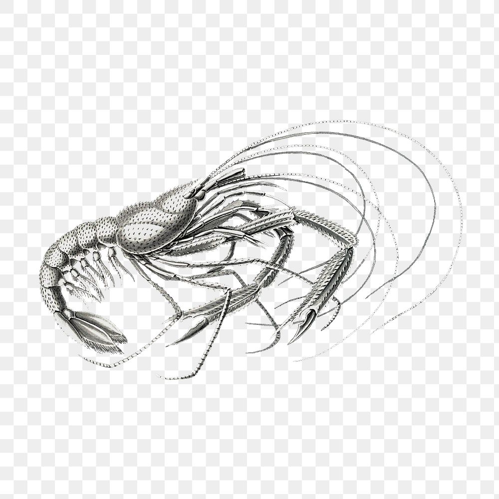 Vintage prawn drawing transparent png | Premium PNG Sticker - rawpixel
